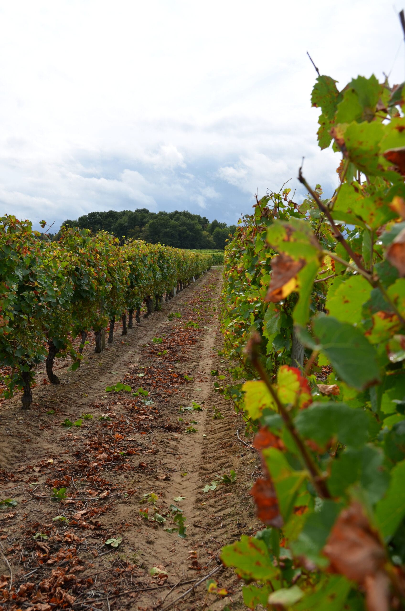 Notre domaine - Henry Marionnet